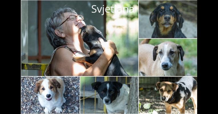 SOS 126 chiens Bosnie - Azil za pse"Poslednja oaza" - Animal Webaction