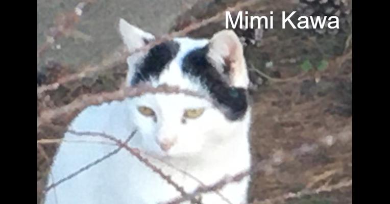 Mimi Kawa - Shortened deadline - Félin Pour L’Hôte - Animal Webaction
