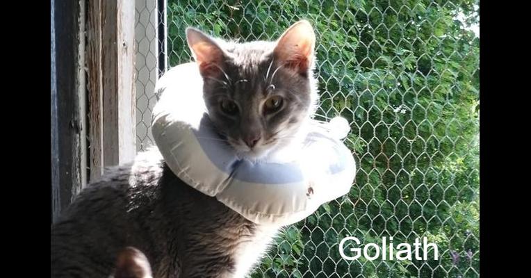 Goliath - Les Chats de Cooper - Animal Webaction