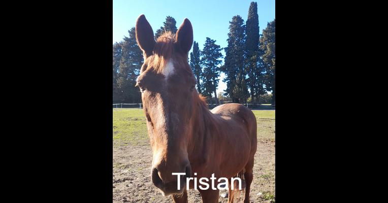Tristan - Le Souffle d’Éole - Animal Webaction