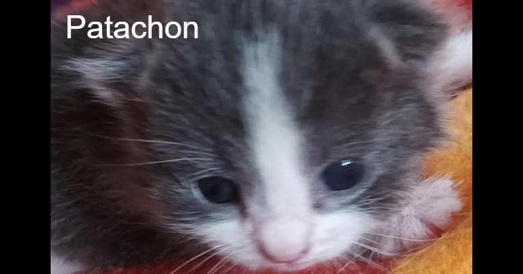 Patachon - Les Félins Concitoyens de Saint Eliph - Animal Webaction
