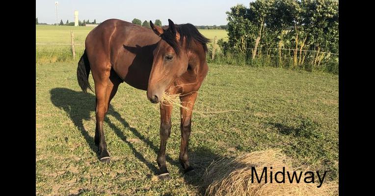 Midway - Les Chevaux d'Elo - Animal Webaction