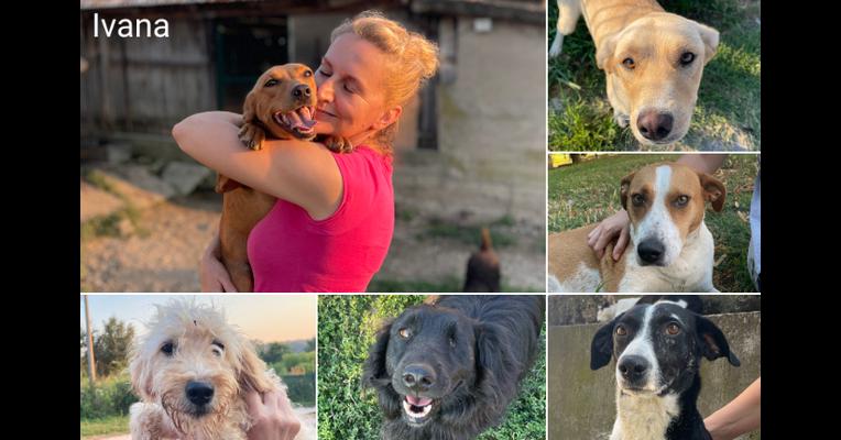 SOS street dogs Serbia - Ivana Nikolić - Animal Webaction