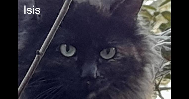 Isis - Cat Miaou - Animal Webaction
