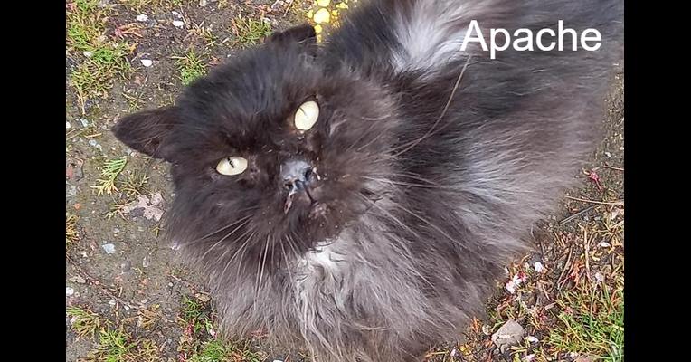 Apache - 3 p'tites pattes - Animal Webaction