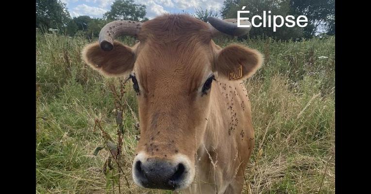 Éclipse - Espoir au Galop - Animal Webaction