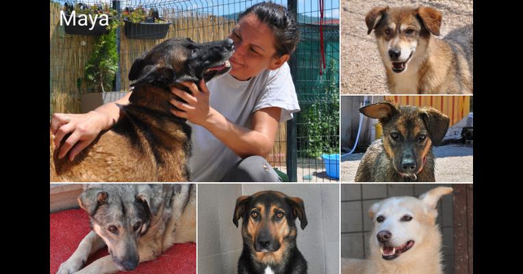 SOS 45 dogs Bosnia - Hope VMS - Animal Webaction