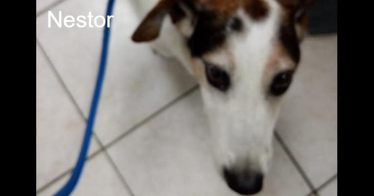 Nestor - AVRAH - Animal Webaction