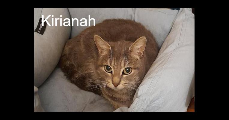 Kirianah - A Pas De Chats - Animal Webaction