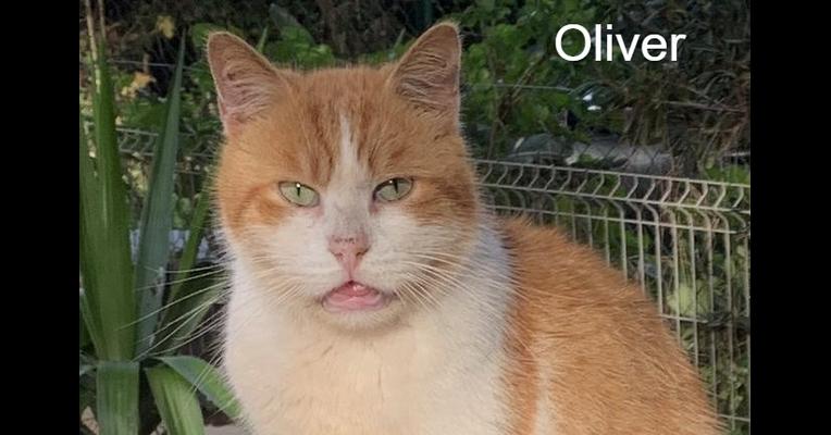 Oliver - Les chats de chez nous - Animal Webaction