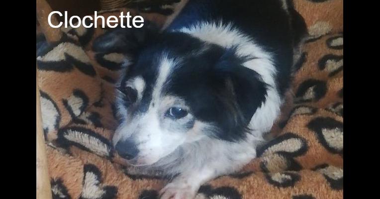 Clochette - AVRAH - Animal Webaction