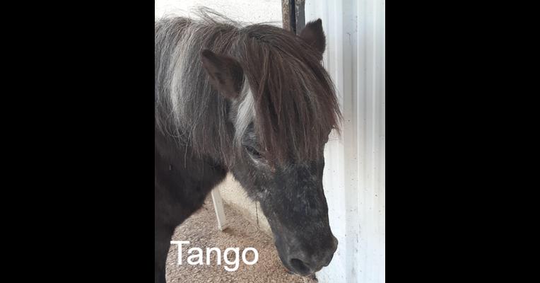 Tango - SOS Equidés - Animal Webaction