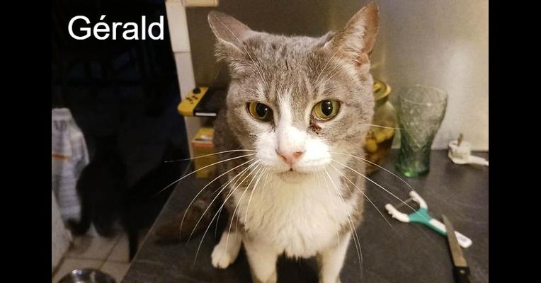 Gérald - A Pas De Chats - Animal Webaction