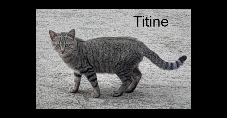 Titine - Association Nala Mystic et Compagnie - NMC - Animal Webaction