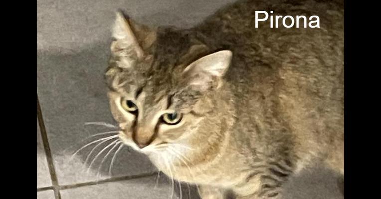 Pirona - APATE - Animal Webaction