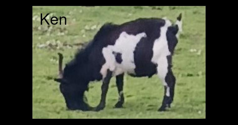 Ken - HELP - Animal Webaction