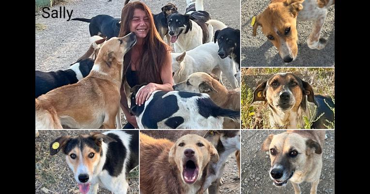 SOS dogs of Morocco - Sanctuaire de la Faune de Tanger (SFT) - Animal ...