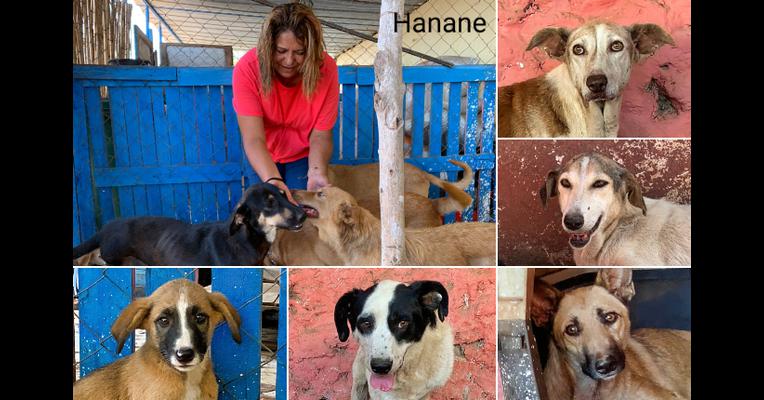 SOS 210 chiens Maroc - AHPPAE - Animal Webaction