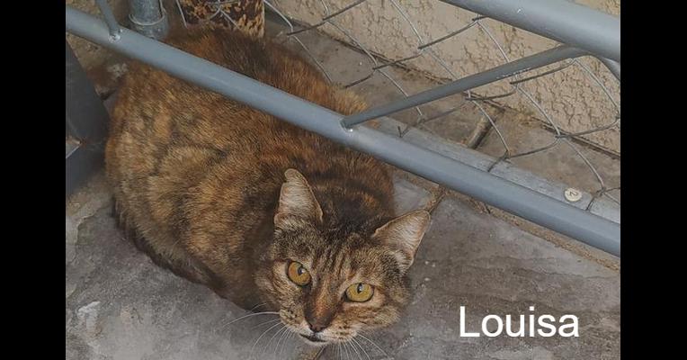 Louisa - Protect Cat - Animal Webaction