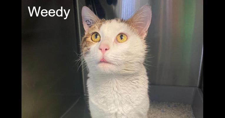 Weedy - ANIMAL ATTITUDE - Animal Webaction