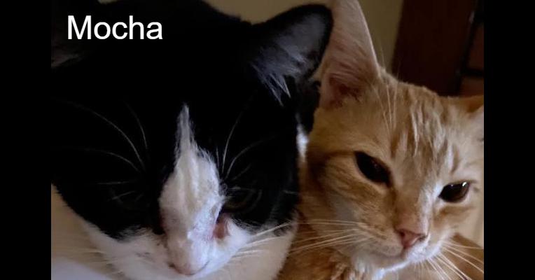 Mocha - CATS - Animal Webaction