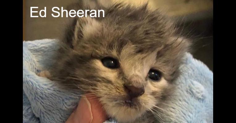 Ed Sheeran - CATS - Animal Webaction