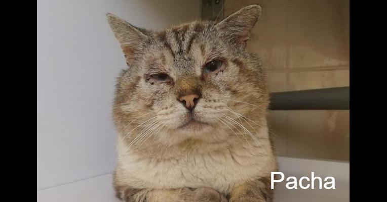 Pacha - Les Chats Libres de Mirepeisset - Animal Webaction