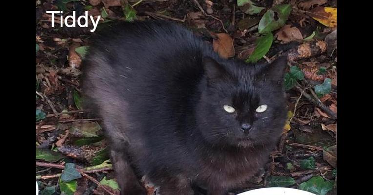 Tiddy - Les Chats De QUEAUX - Animal Webaction