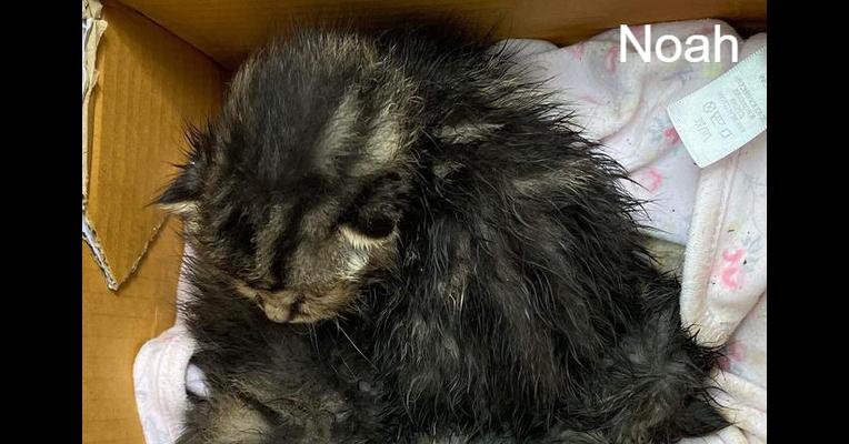 Noah - CATS - Animal Webaction