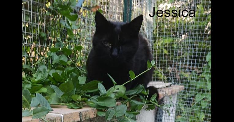 Jessica - Les Amis de Michouette - Animal Webaction