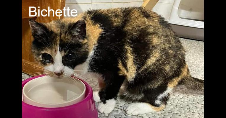 Bichette - Ecole du Chat de Poitiers - Animal Webaction