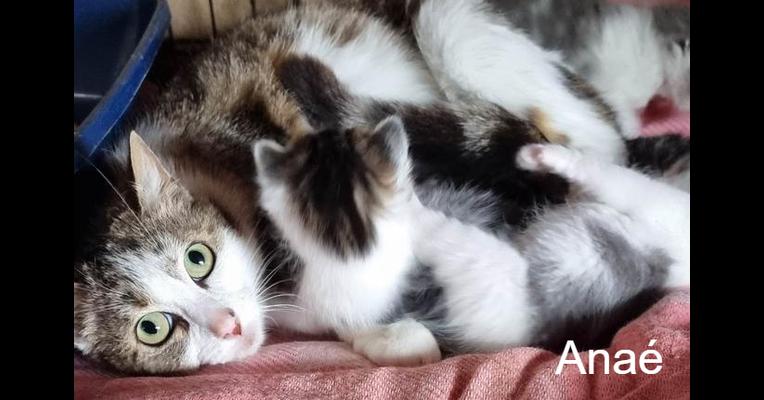 Anaé - Amis de Myrtille - Animal Webaction