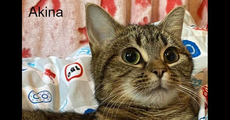 Akina - Amis de Myrtille - Animal Webaction