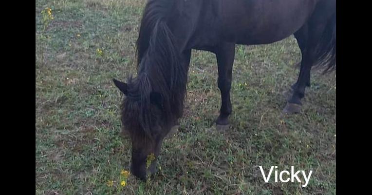 Vicky - Shortened deadline - Les Galopades - Animal Webaction