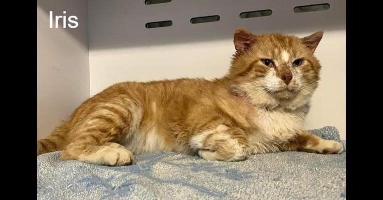 Iris - Ecole du Chat de Poitiers - Animal Webaction