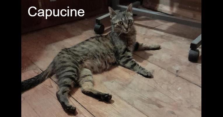 Capucine - La Bleue - Animal Webaction