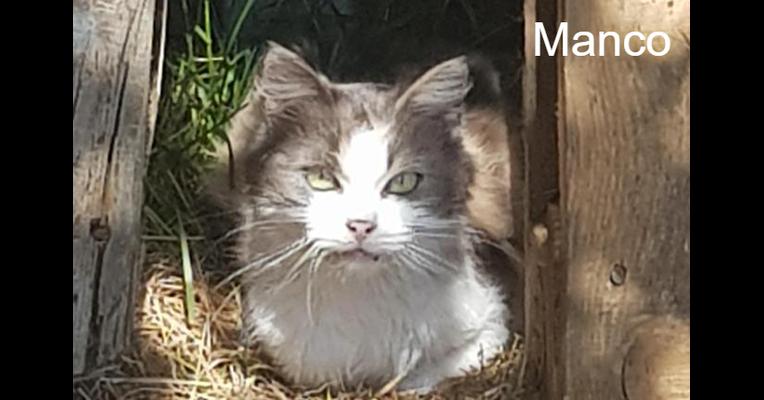 Manco - 4 Sabots et un Fer - Animal Webaction