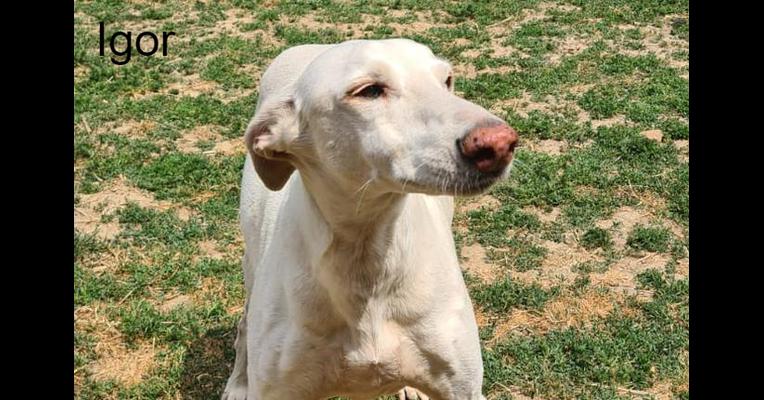 Igor - 4 Sabots et un Fer - Animal Webaction