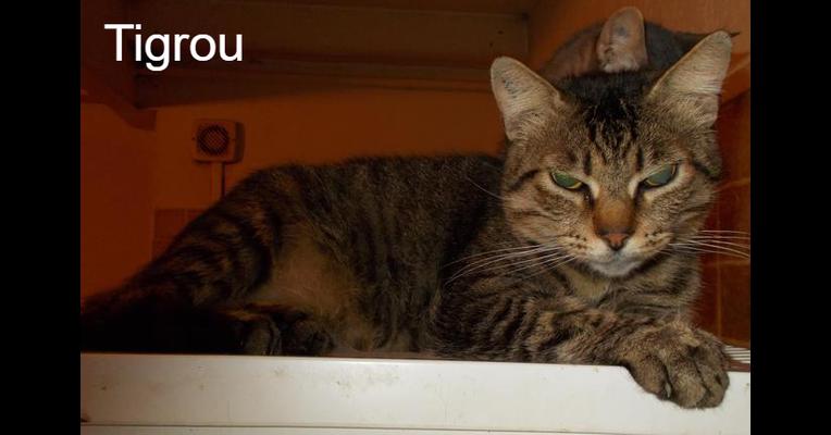 Tigrou - Chats Libres des Hauts Cantons de l'Hérault - Animal Webaction
