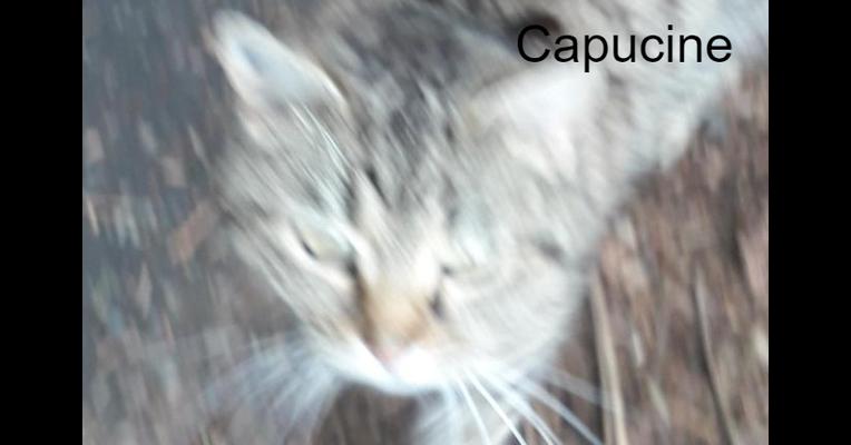 Capucine - Chats Oubliés - Animal Webaction
