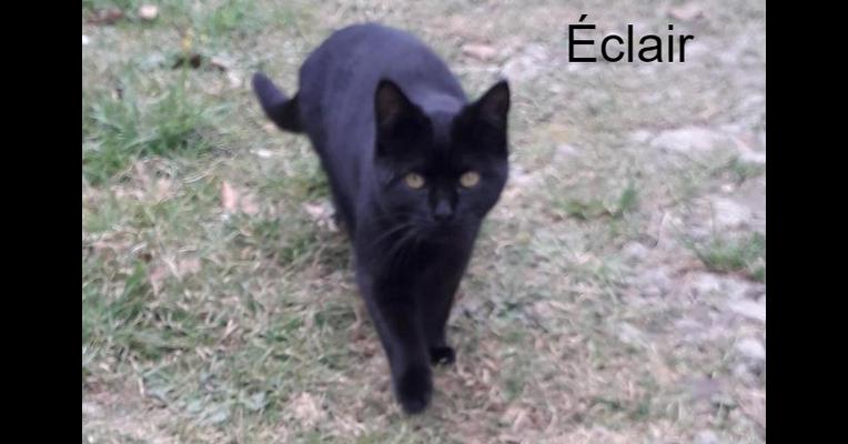 Éclair - Chats Oubliés - Animal Webaction