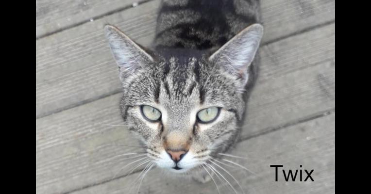 Twix - Chats Oubliés - Animal Webaction