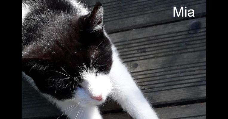 Mia - Chats Oubliés - Animal Webaction