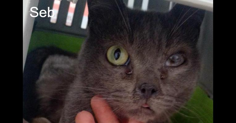 Seb - Chats-sos - Animal Webaction