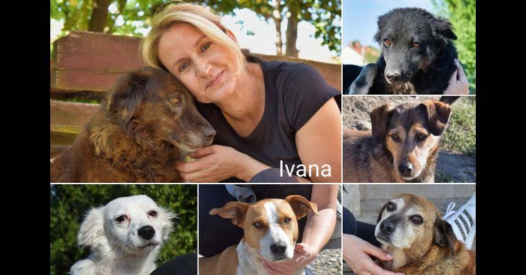 SOS dogs of Serbia - Ivana Nikolić - Animal Webaction