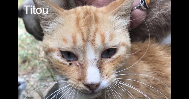 Titou - Les Chats Libres de la Canterrane - Animal Webaction