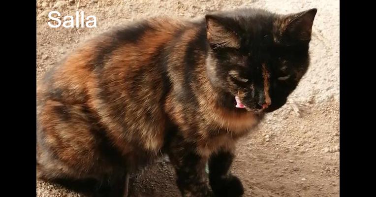 Salla - Les Chats Libres de la Canterrane - Animal Webaction