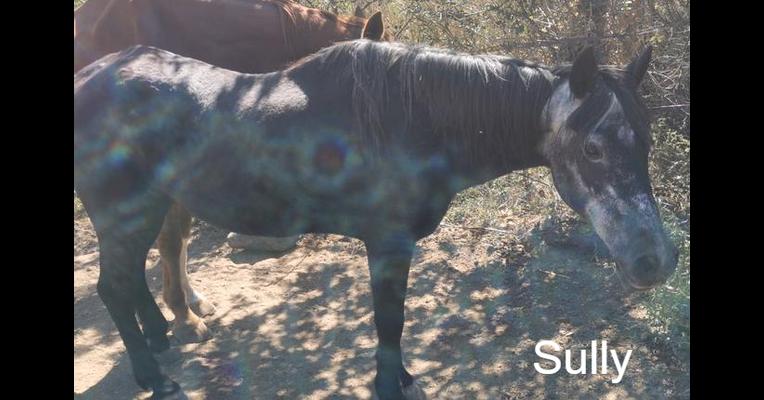 Sully - Caramel - Animal Webaction