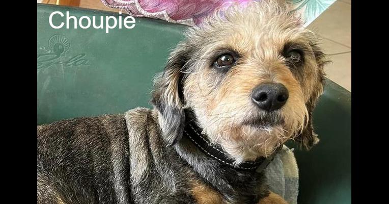 Choupie - AVRAH - Animal Webaction