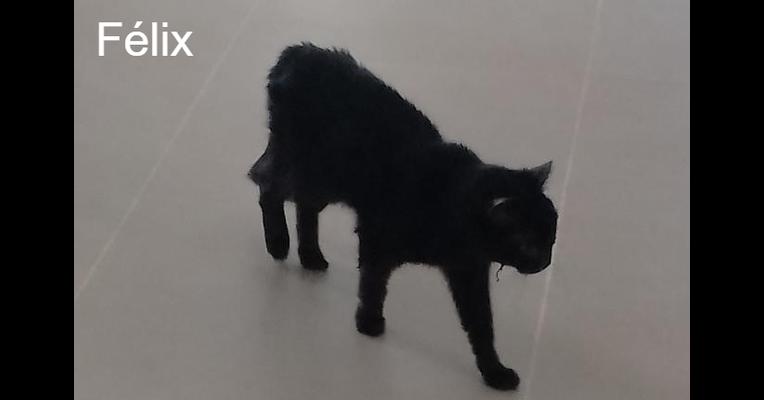 Félix - Cœur Animal - Animal Webaction